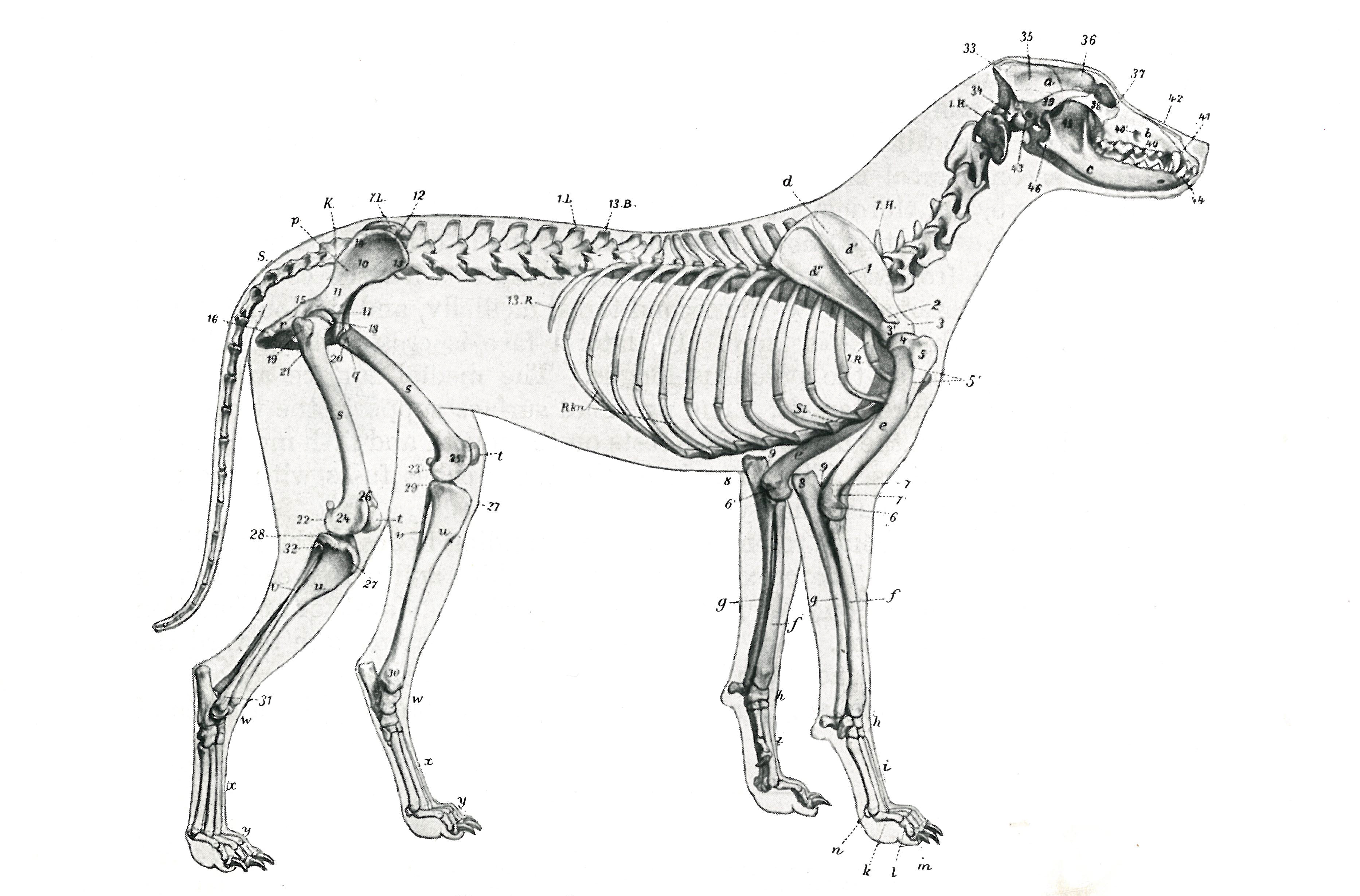 03 The Dog Skeleton and My Grandmother’s Toothbrush – Paradigms on ...