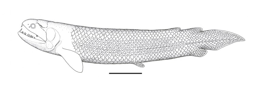 13 Paleontologists are not “fiddling with the evidence” – Paradigms on ...