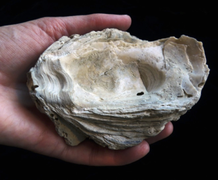 Fossils in life position (Part 2) – Paradigms on Pilgrimage